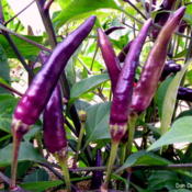 Pepper, Cayenne, Purple Firecracker | Siskiyou Seeds