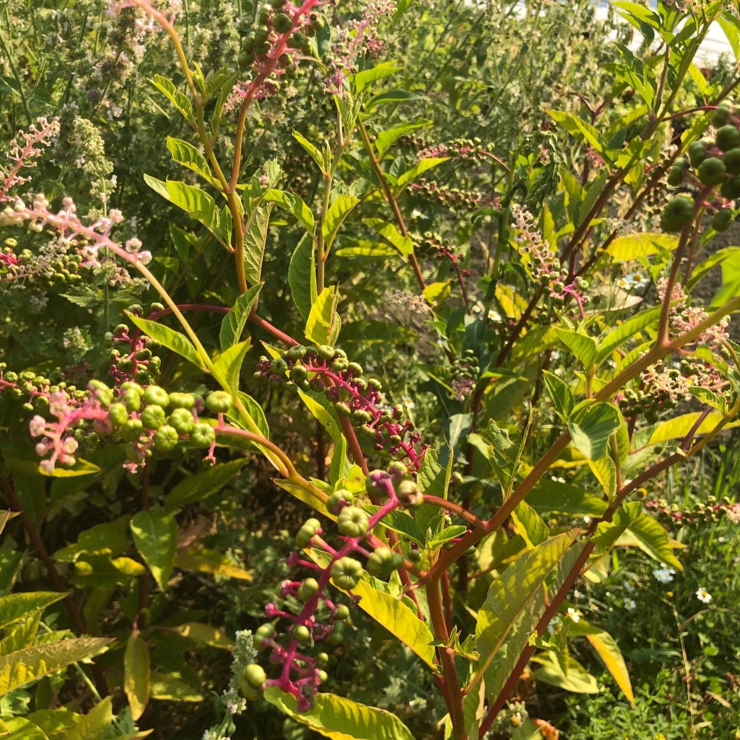 Poke Berry | Siskiyou Seeds