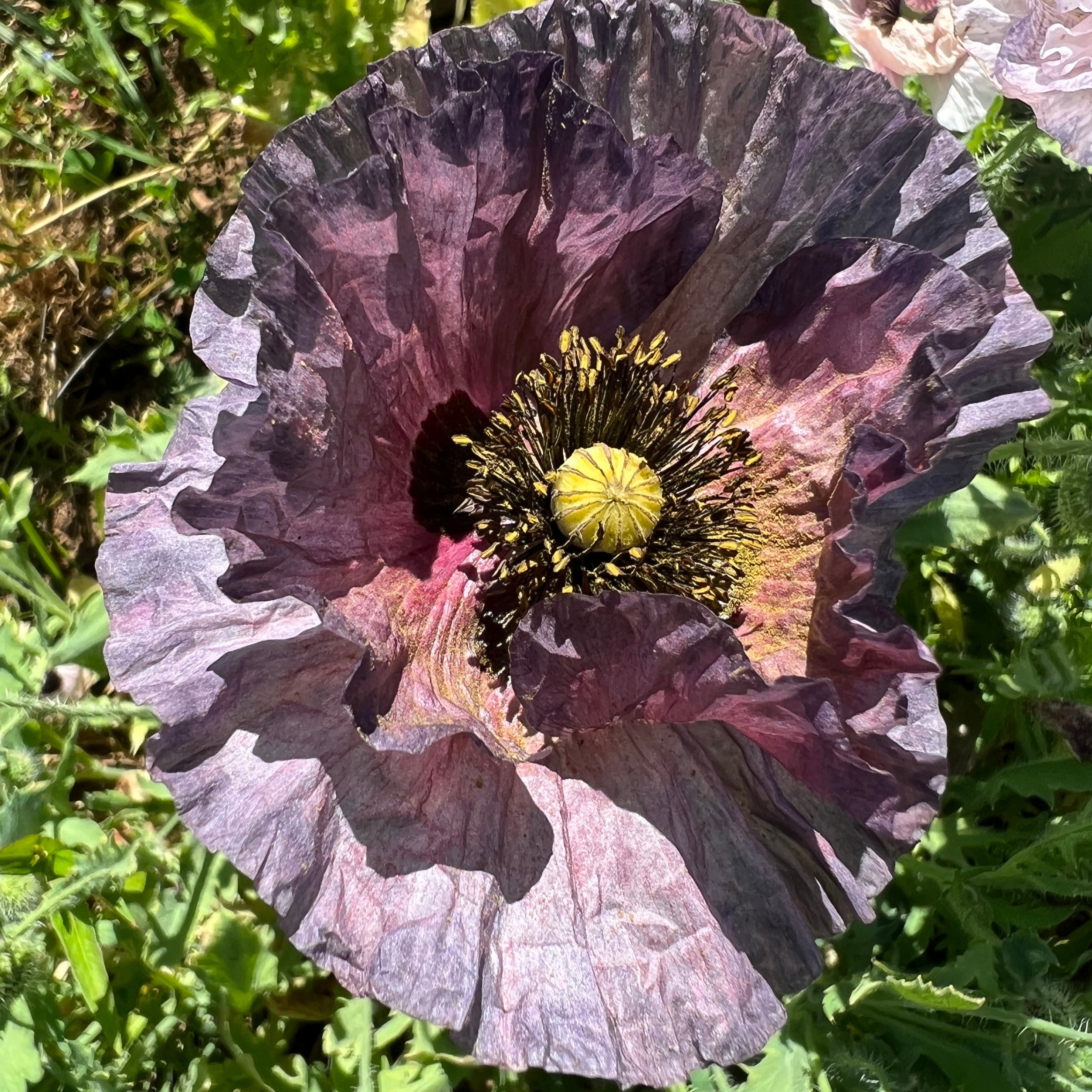 Poppy, Amazing Grey Shirley | Siskiyou Seeds