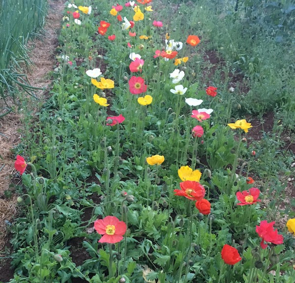 Poppy, Iceland, Champagne Bubbles Mix | Siskiyou Seeds