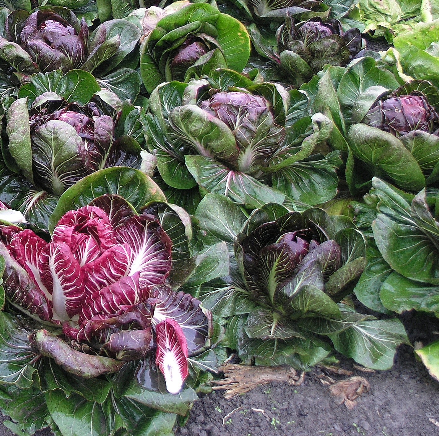 Radicchio, Treviso | Siskiyou Seeds