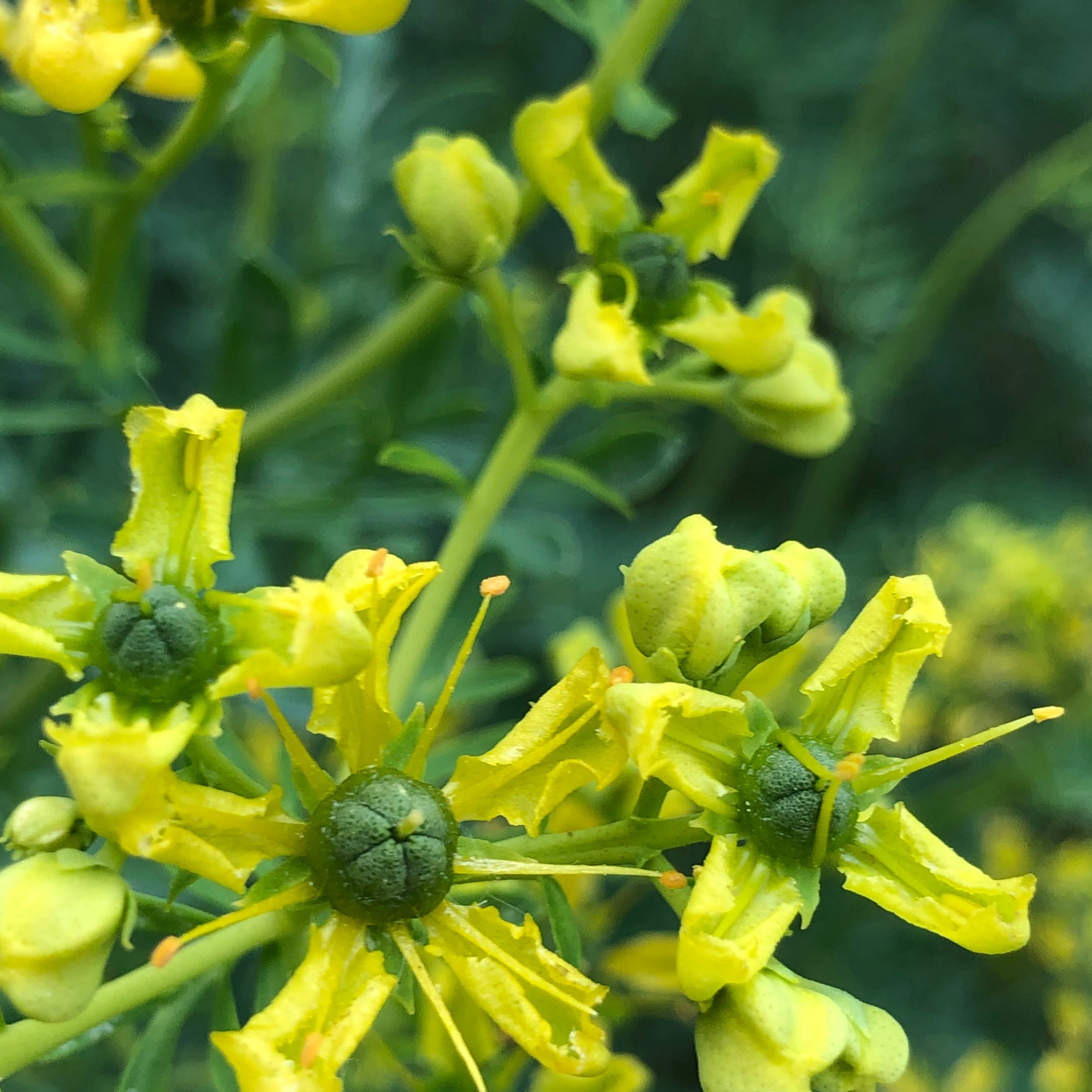 Rue | Siskiyou Seeds