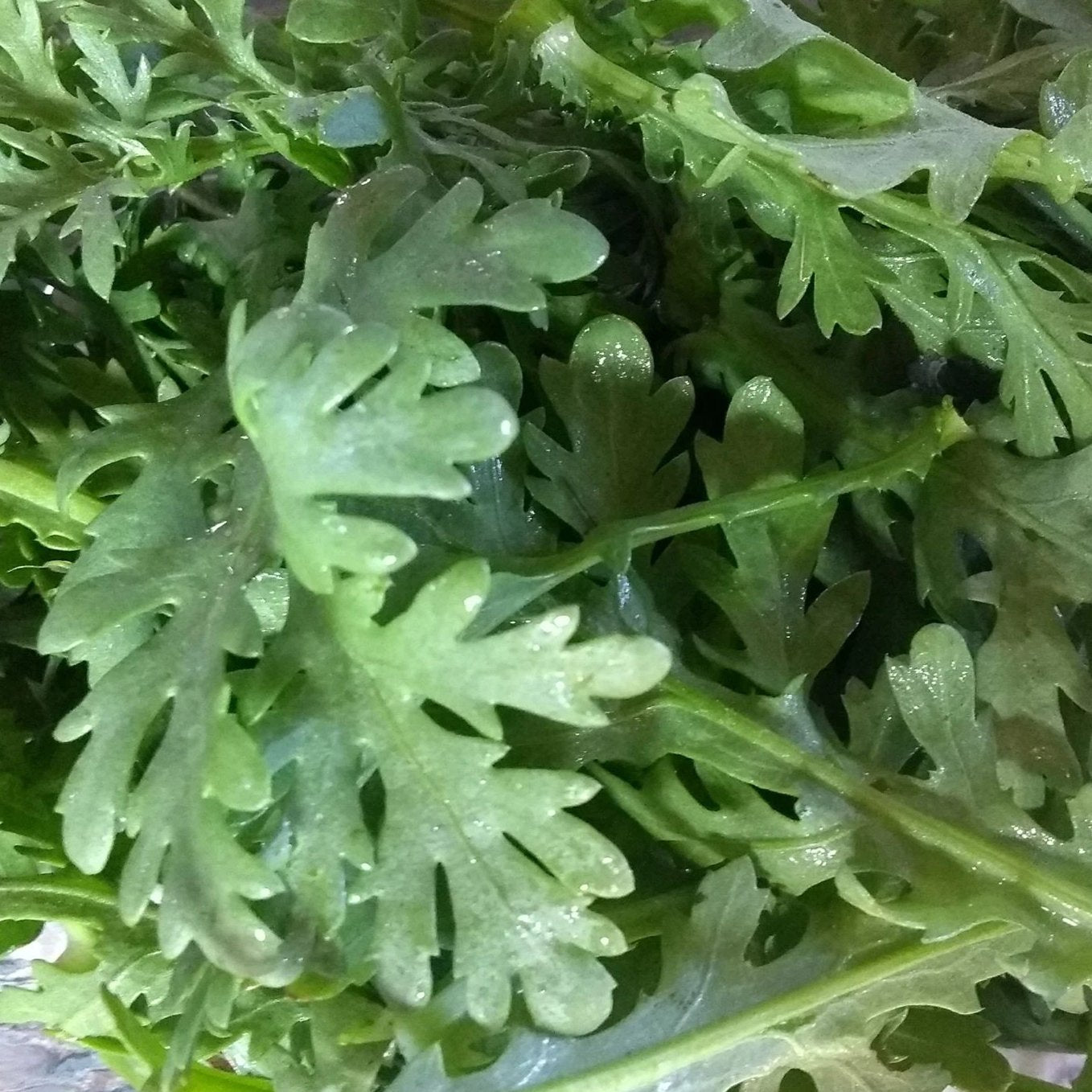 Shungiku, Edible Crysanthemum | Siskiyou Seeds