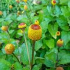 Spilanthes, Lemon Drops | Siskiyou Seeds