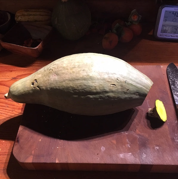 Winter Squash, Sibley | Siskiyou Seeds