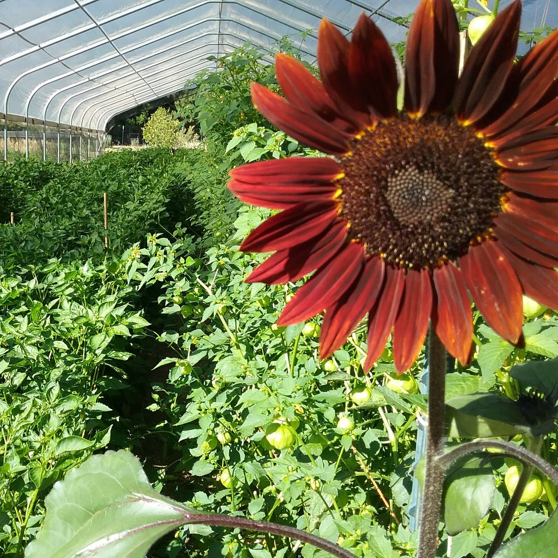 Sunflower, Chocolate, organic, open pollinated, cut flower, edible ...