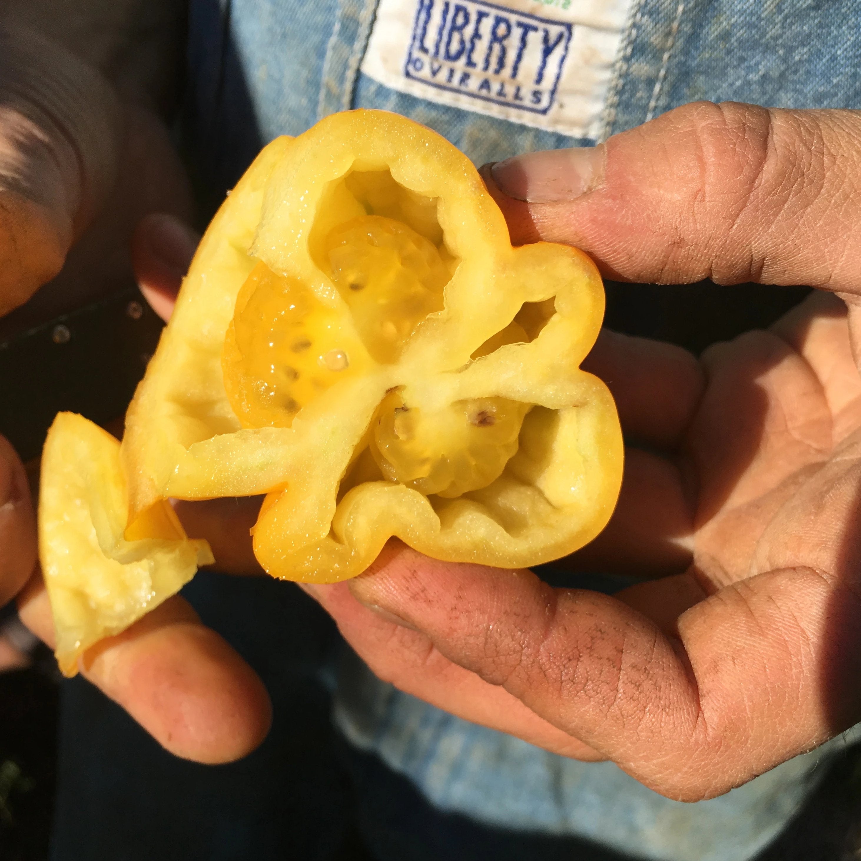 Organic-Non-GMO-Heirloom-Tomato, Yellow Stuffing | Siskiyou Seeds