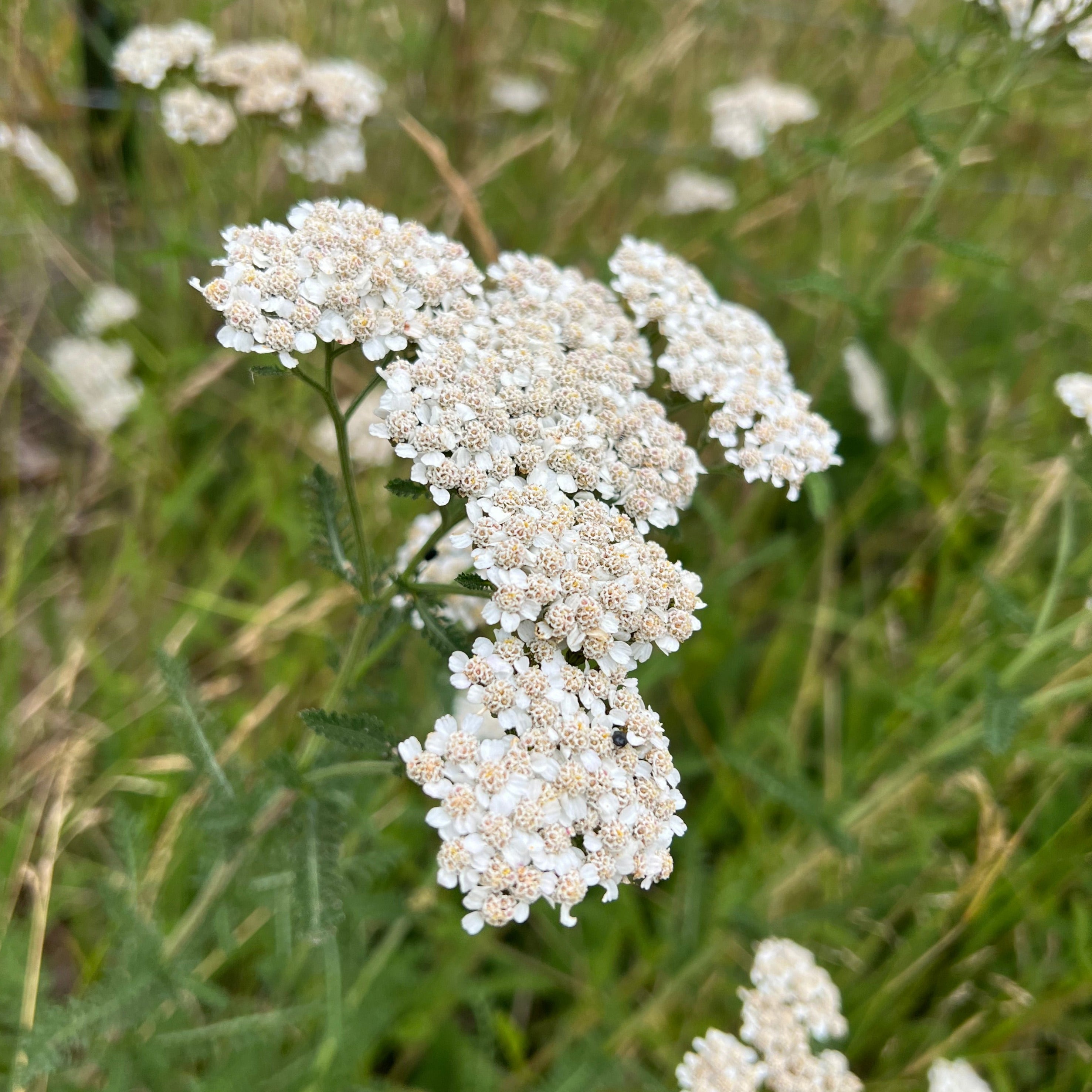 Yarrow, Common | Siskiyou Seeds