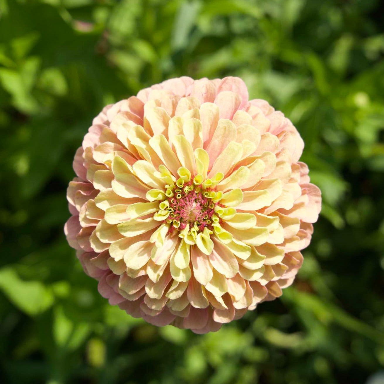 Zinnia, Queeny Lime Blush | Siskiyou Seeds