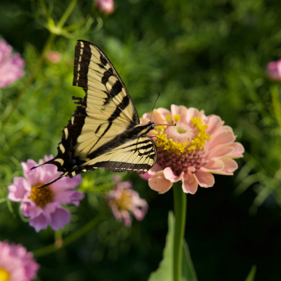Zinnia, Queeny Lime Blush | Siskiyou Seeds